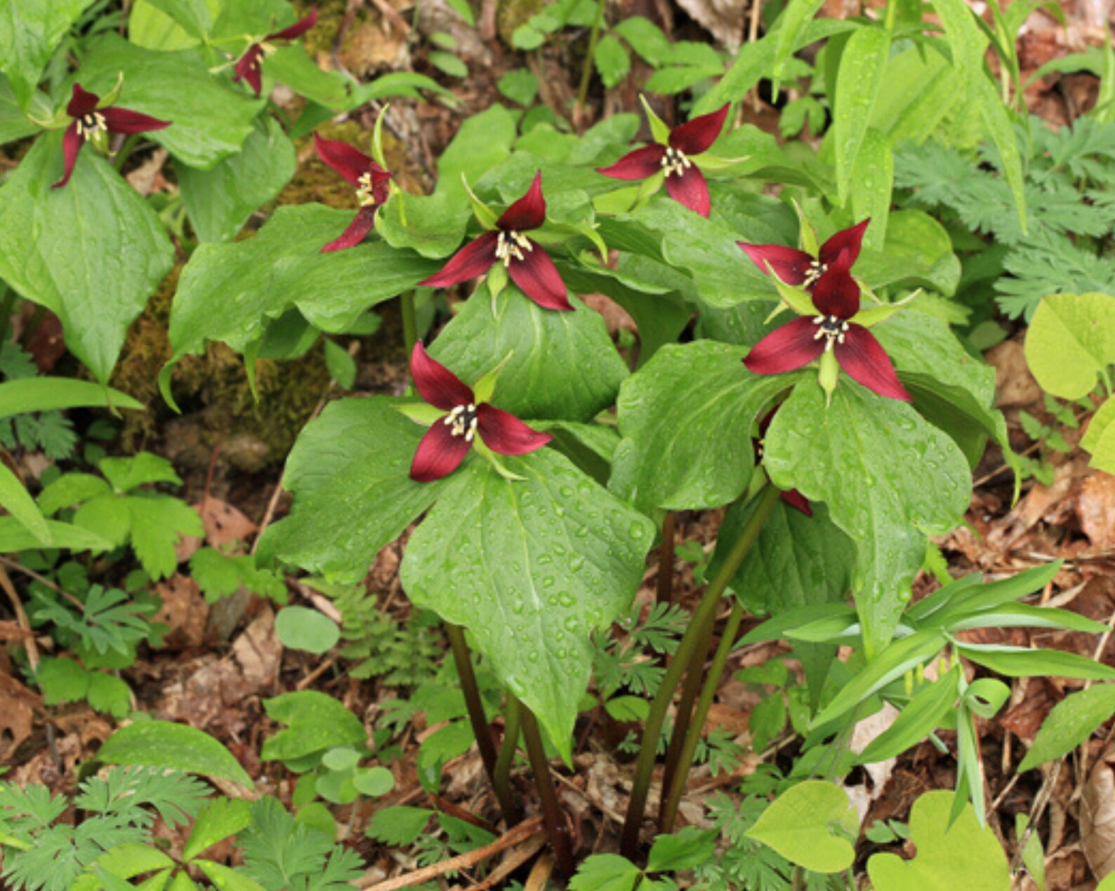 Red trillium bulbs trillium erectum 10 bulbs Woodland | Etsy