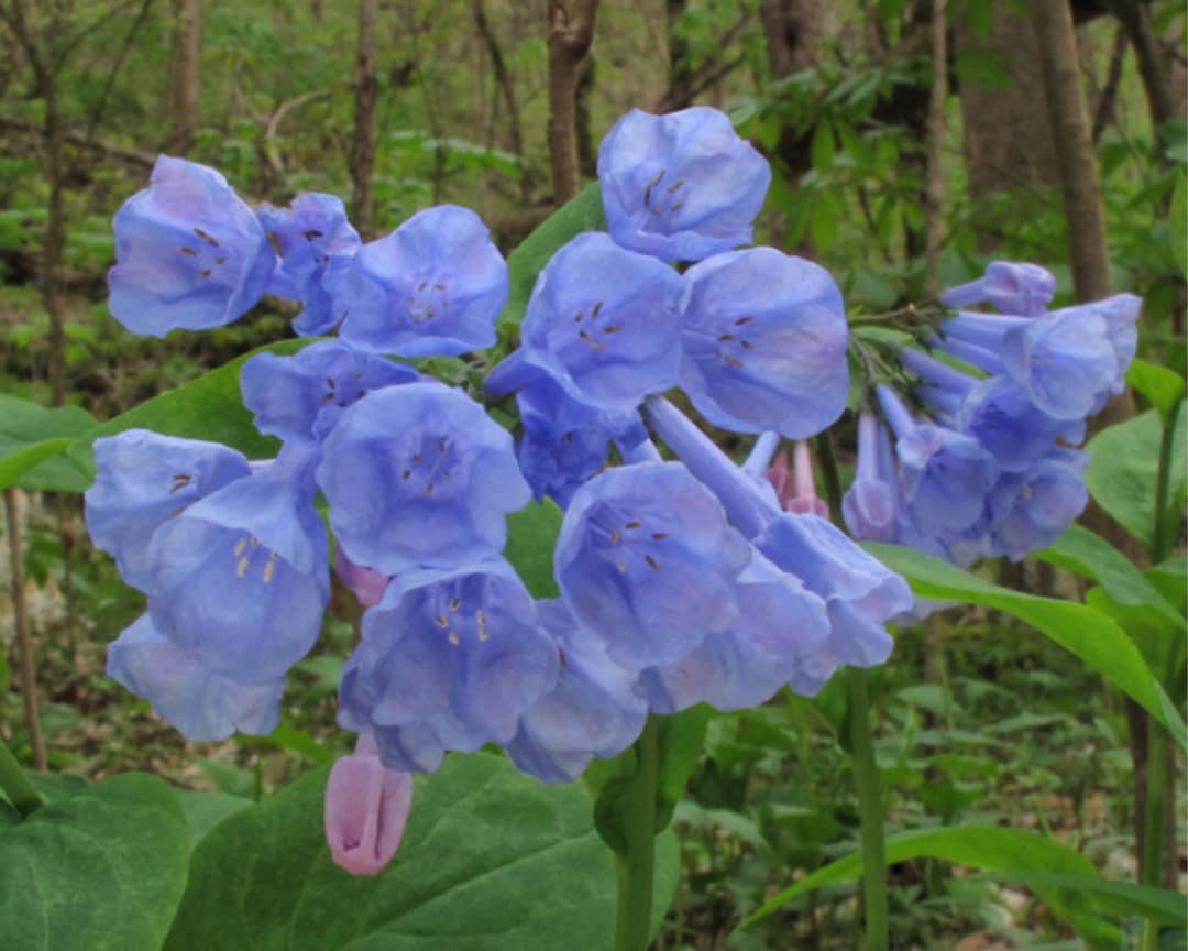 20 Enchanting Virginia Bluebell Bulbs - Mertensia Virginica Perennial ...