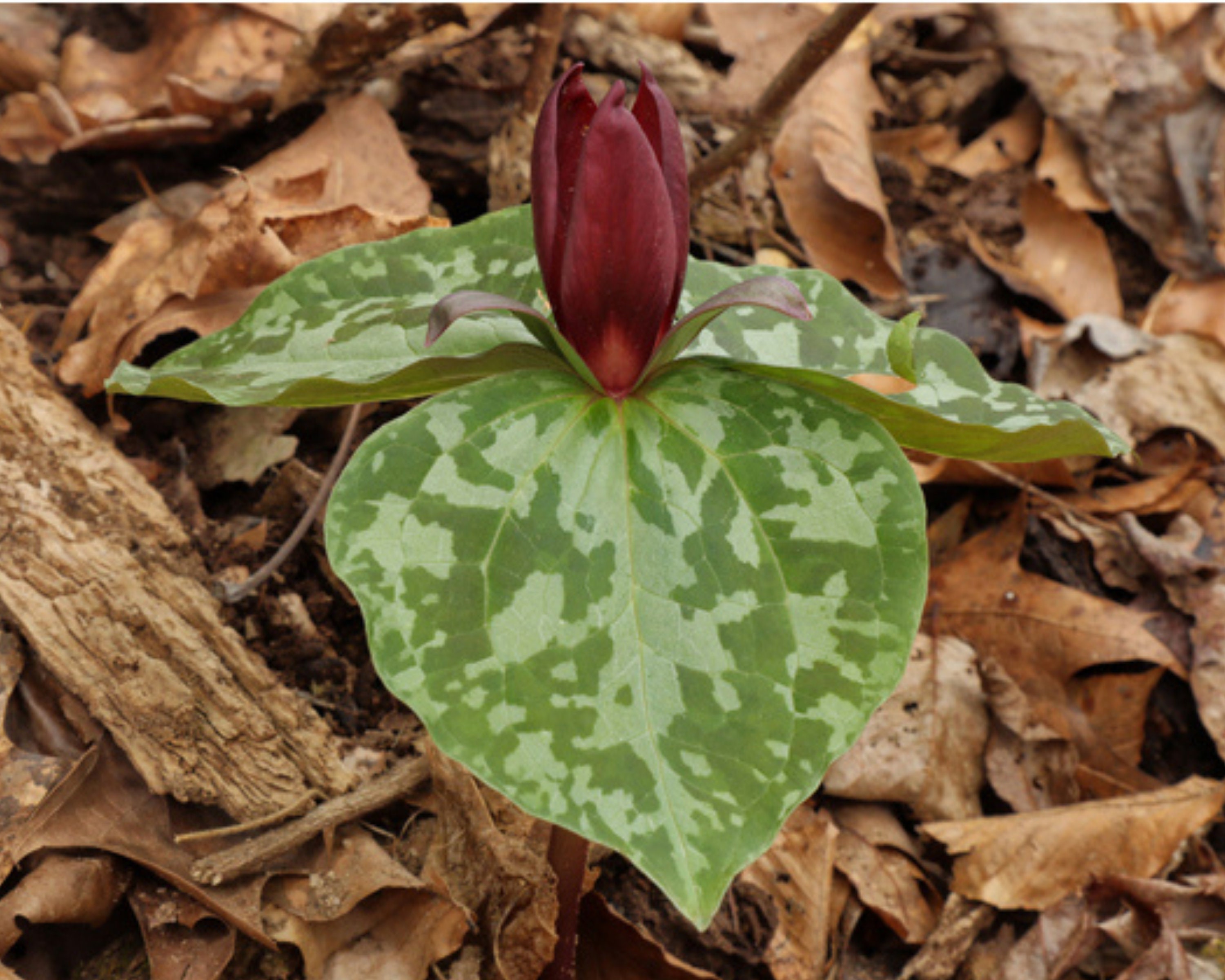 Home & Hobby Craft Supplies & Tools Floral & Garden Crafts 15 Purple ...