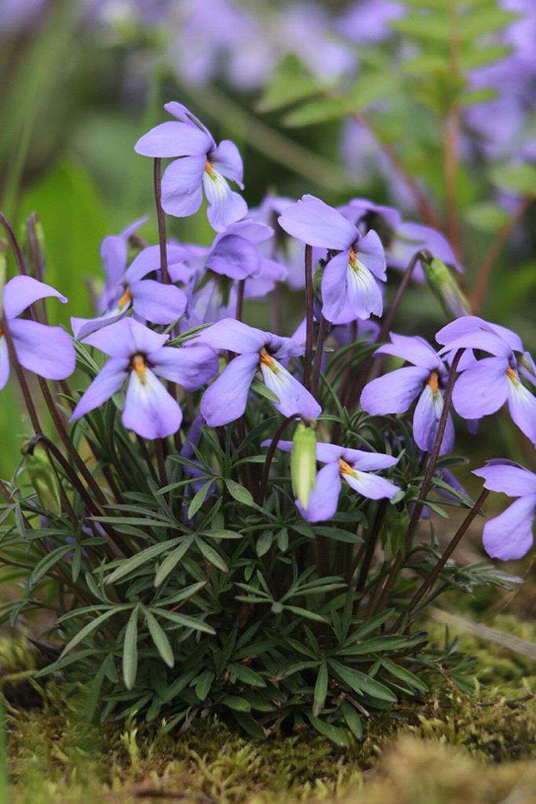 30 Bird's Foot Violet Root Systems: Bulk Violet Roots - Etsy