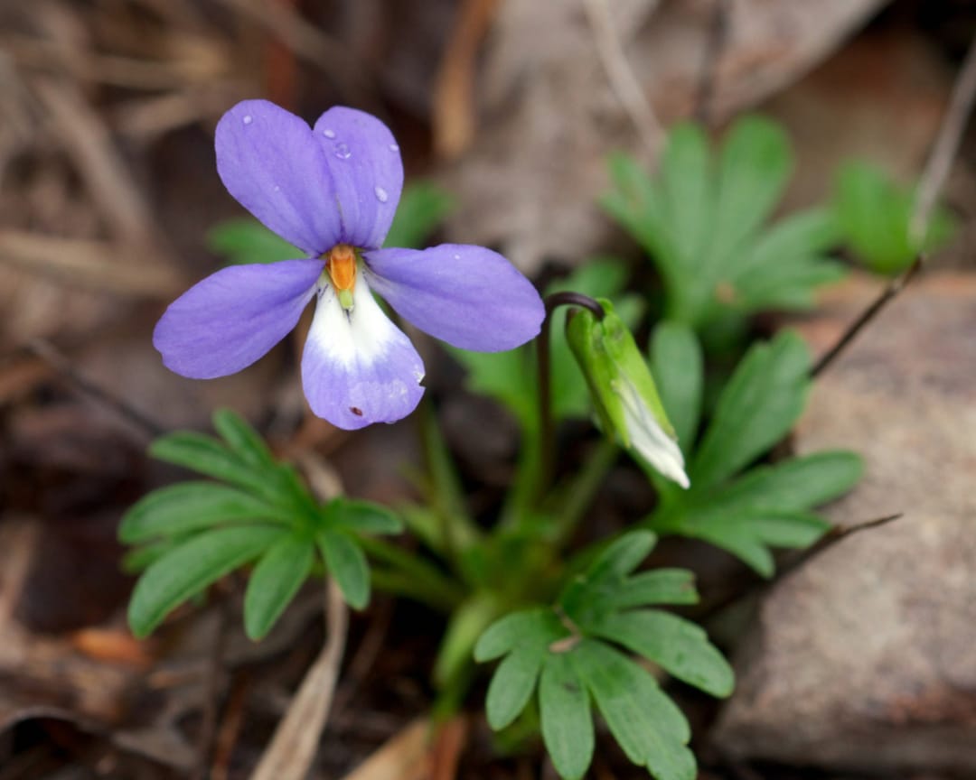 10 Bird Foot Violet Bulbs, Viola Pedata, Perennial Home Garden - Etsy