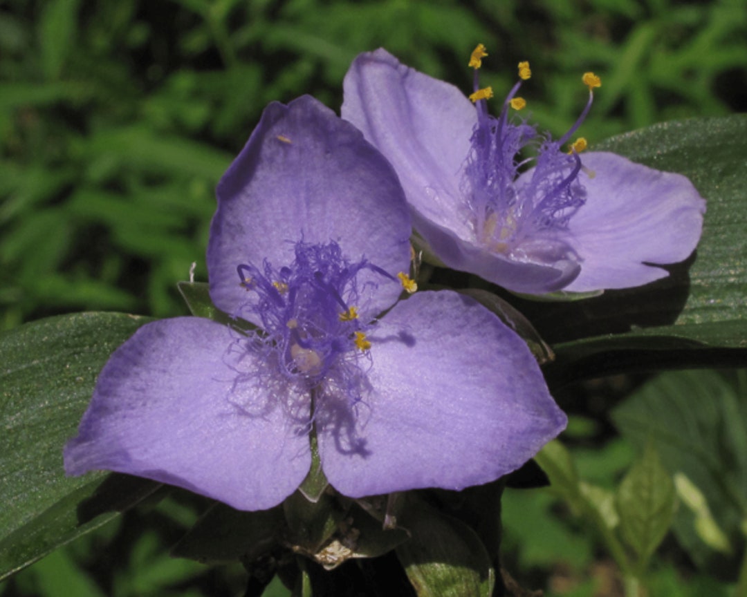20 Spiderwort Bulbs, Tradescantia Subaspera, Blue Pollinator Herb - Etsy