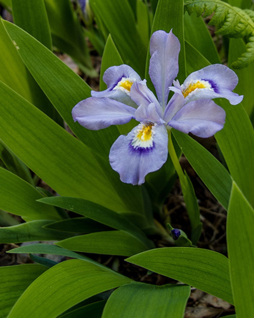 20 Dwarf Crested Iris, Iris Bulbs Root Systems, Perennial Flower, Deer ...