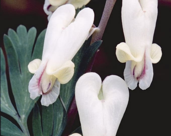 Squirrel Corn, Dicentra Canadensis, Pollinator, Herbaceous Perennial ...