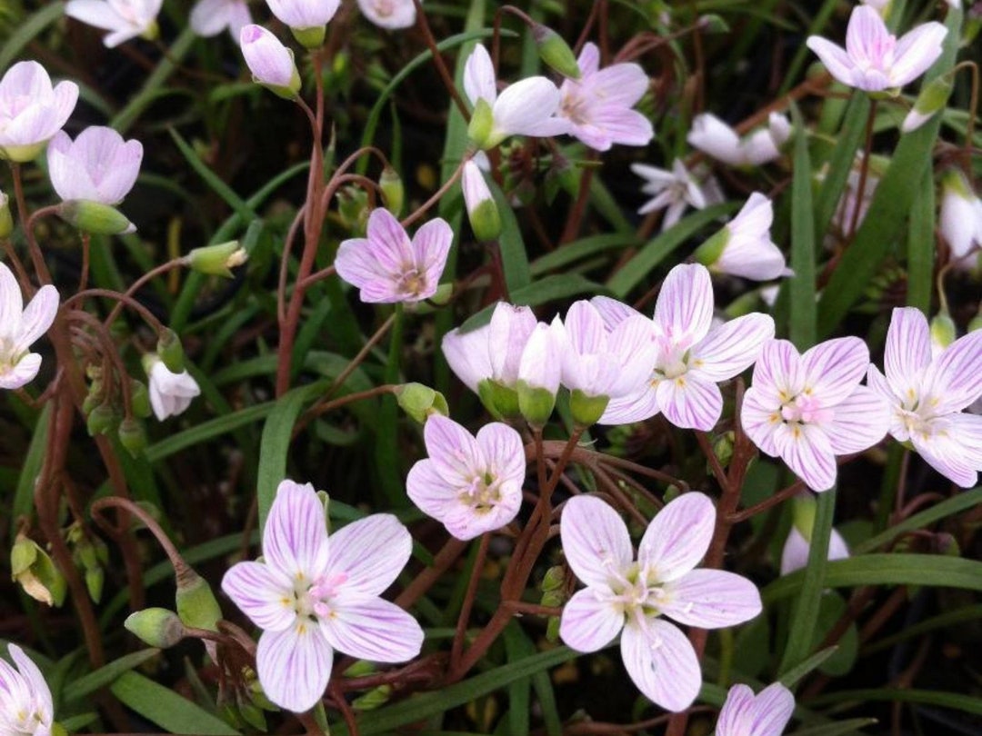 Bulk Bulbs, Spring Beauty - Etsy