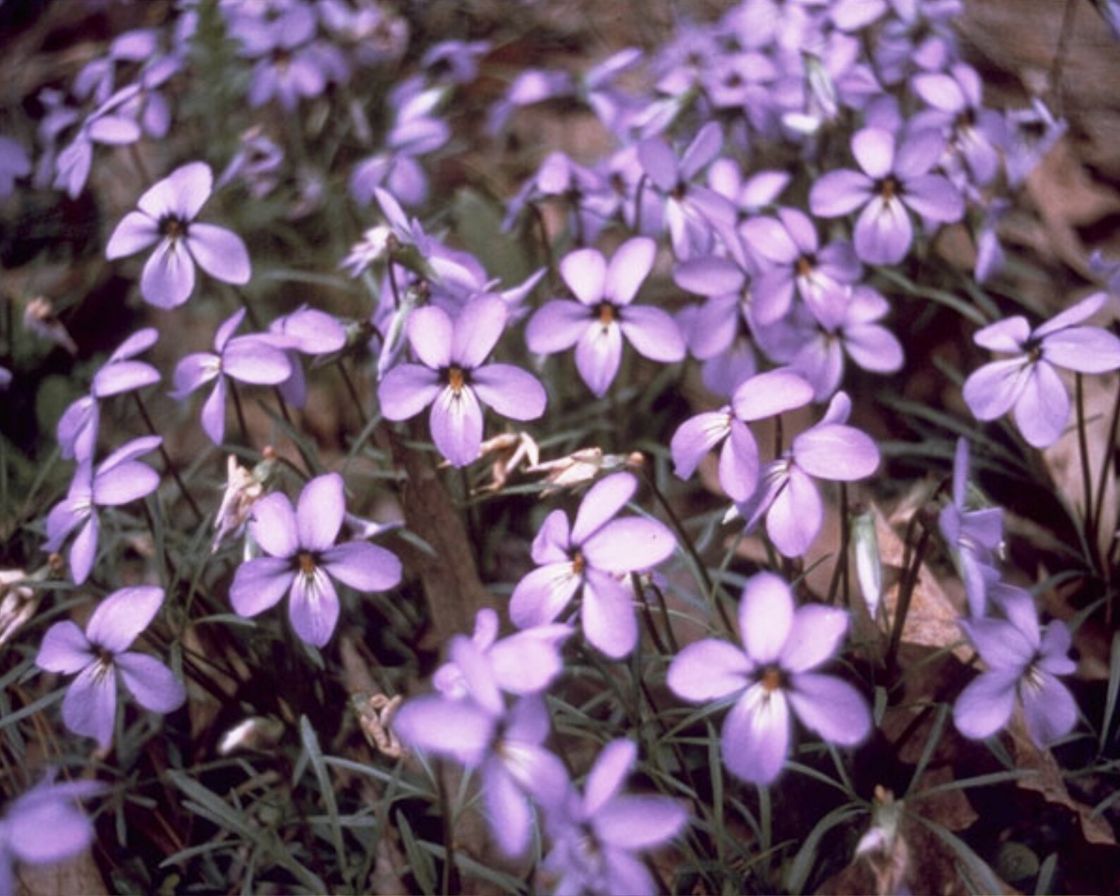 Bird Foot Violet Root Systems Viola Pedata Pollinator - Etsy