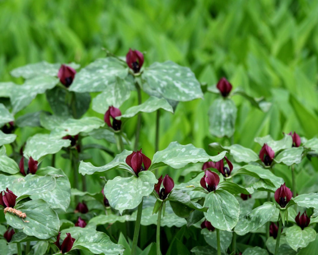 Prairie Trillium, Trillium Recurvatum, Bulbs, Perennial Flower ...