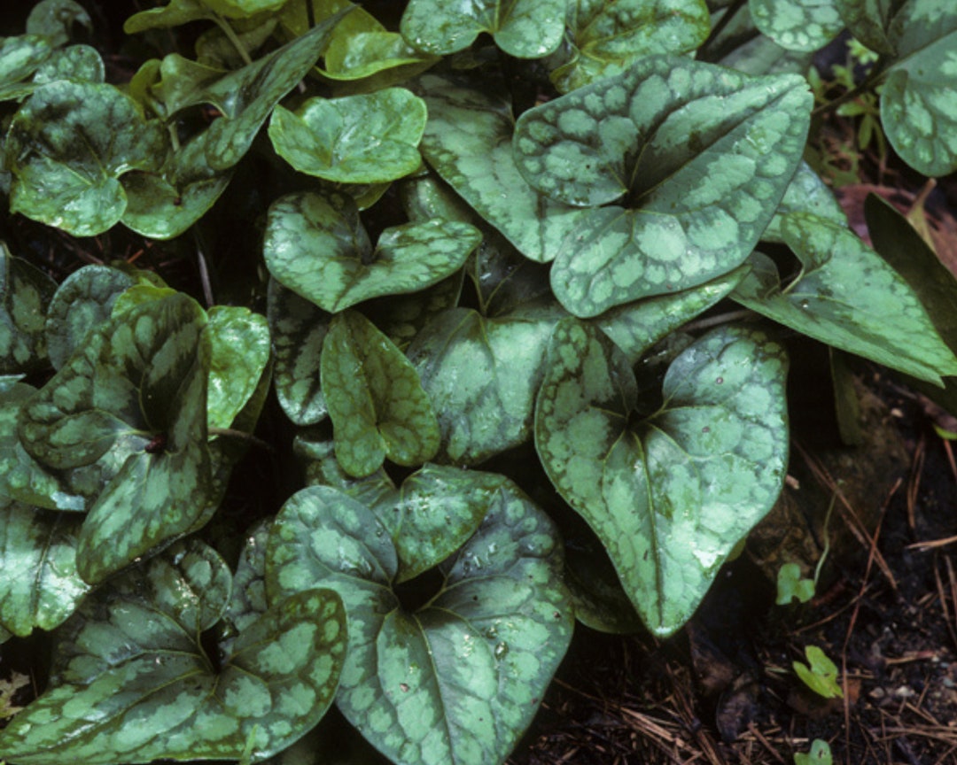 Heartleaf, Evergreen Ginger, Hexastylis Arifolia, Groundcover, Woodland ...