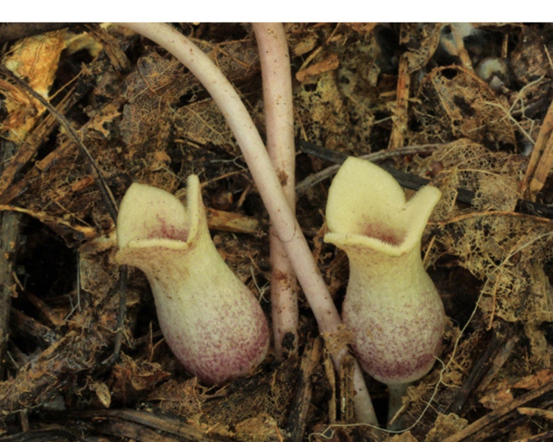 Heartleaf Evergreen Ginger Hexastylis Arifolia Groundcover - Etsy