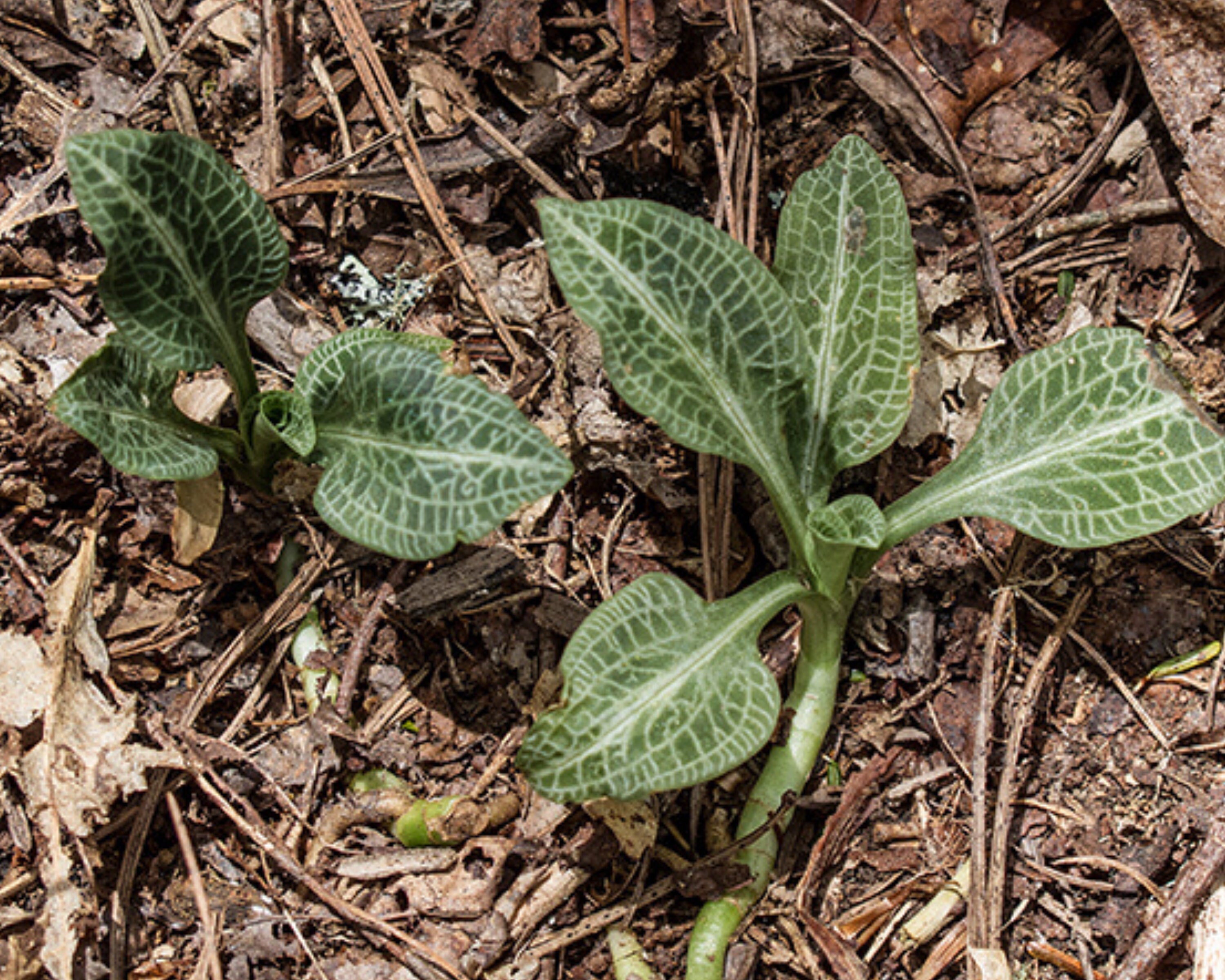 Rattlesnake Orchid Rootsystems Rattlesnake Plantain - Etsy