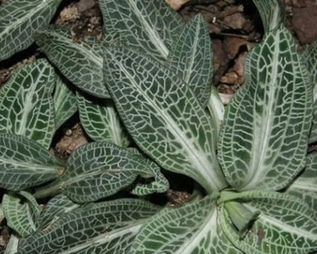 Rattlesnake Orchid, Rootsystems, Rattlesnake Plantain, Goodyera ...