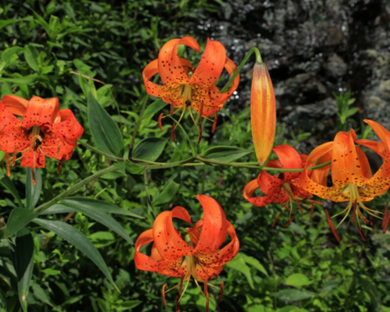 Turk's Cap Lily 10 Bulbs Lilium superbum Orange Lily | Etsy