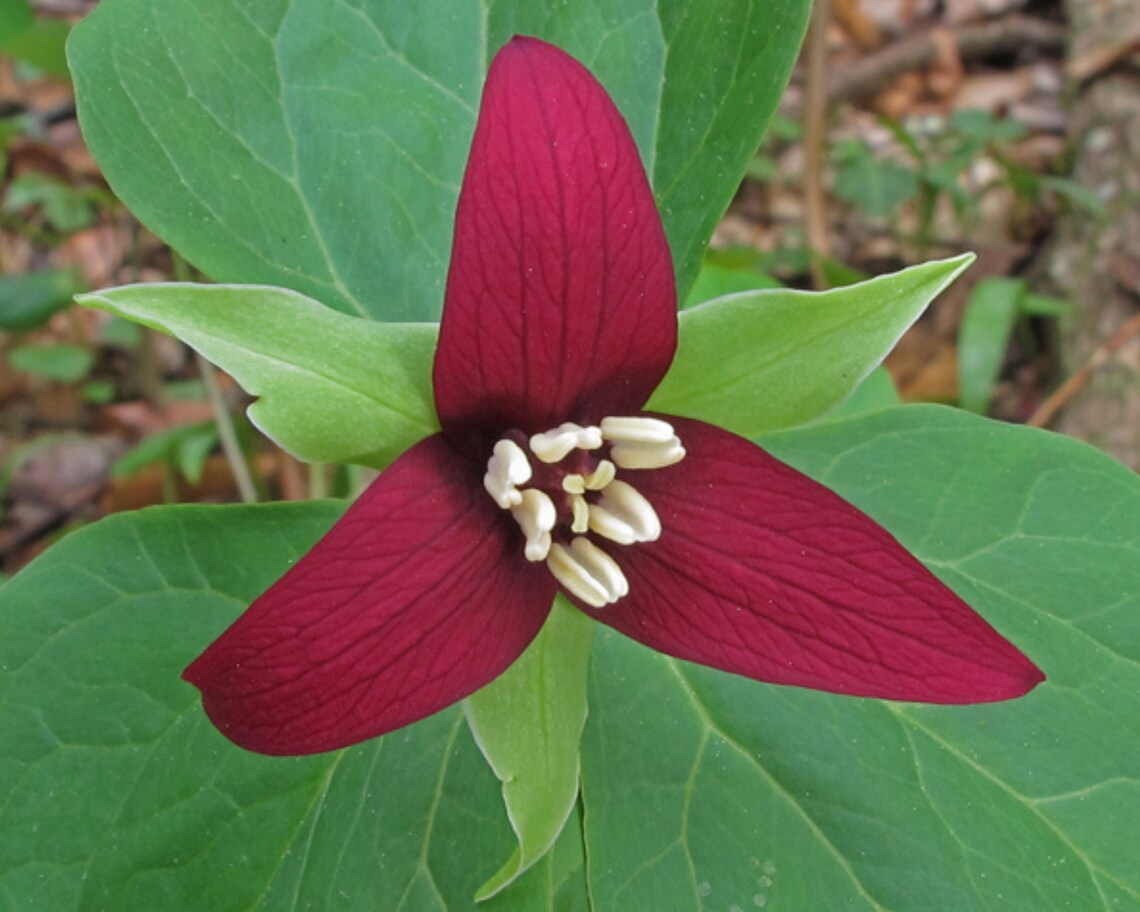 Red trillium bulbs trillium erectum 10 bulbs Woodland | Etsy