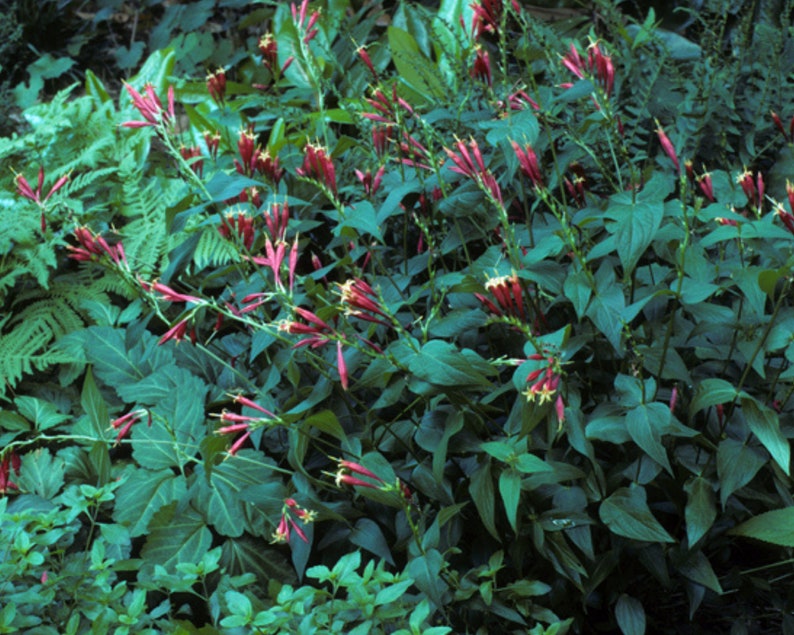 Indian Pink Bulbs Spigelia Marilandica Root Systems Indian - Etsy