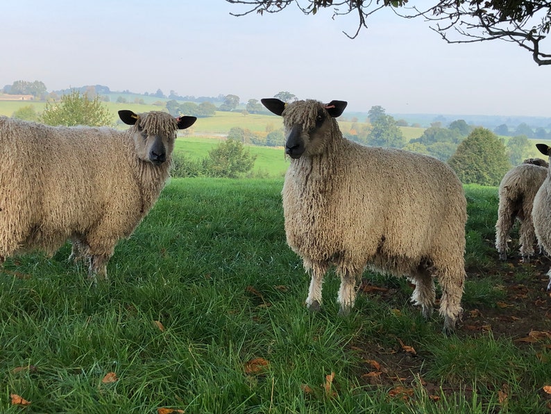 White Wensleydale Lambs Curls Washed in Water - Etsy