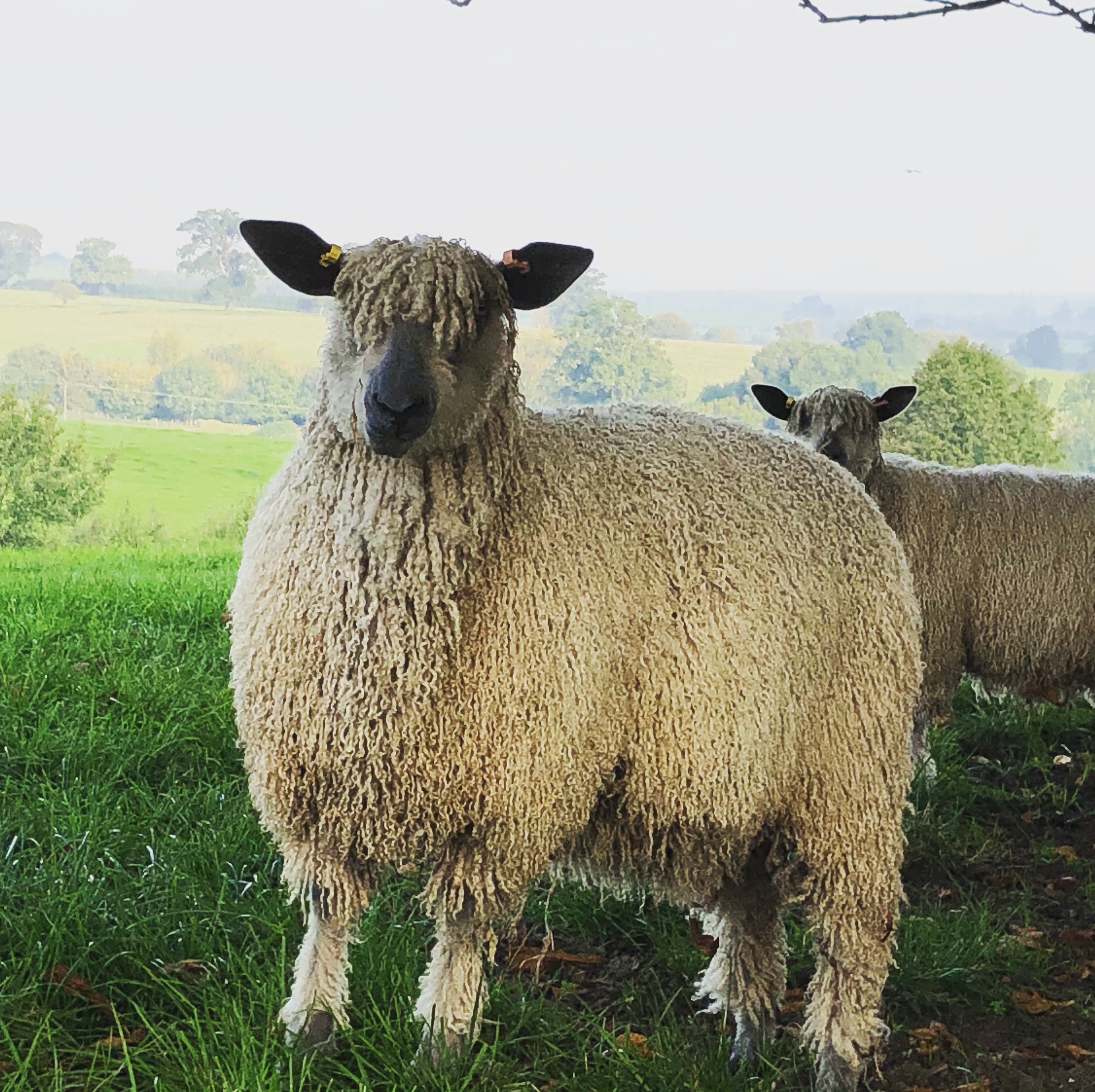 White Wensleydale Lambs Curls Washed in Water | Etsy Australia