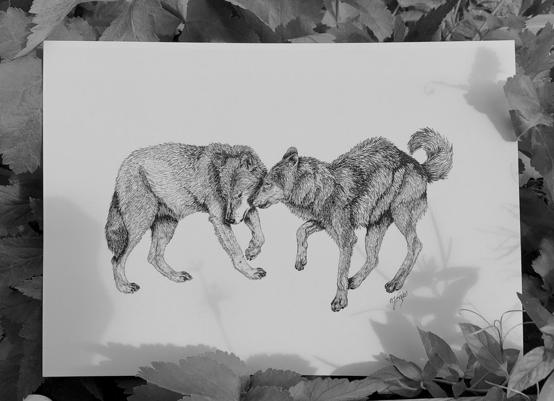 Pair of Wolves A4 Print of Pen & Ink Drawing - Etsy