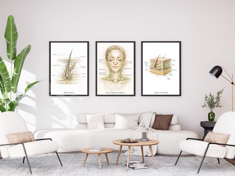 Hair Follicle Anatomy Chart Printable, Skin Anatomy Diagram ...