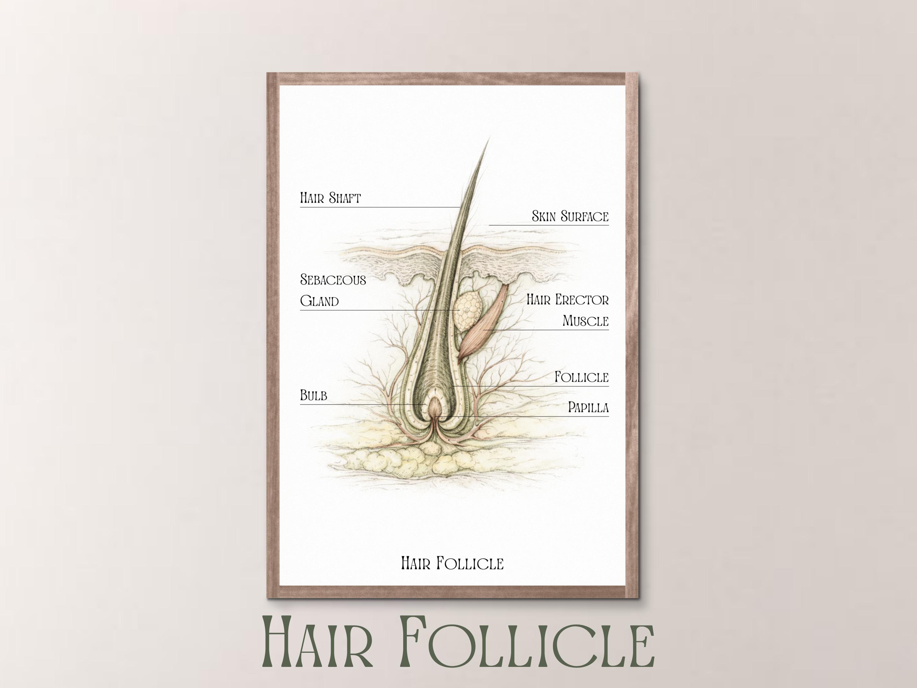 Hair Follicle Chart Printable, Hair Diagram Digital Download ...