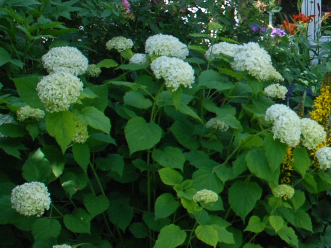 Annabelle Hydrangea Cuttings Flowering Perennial Hardy Fast Growing - Etsy