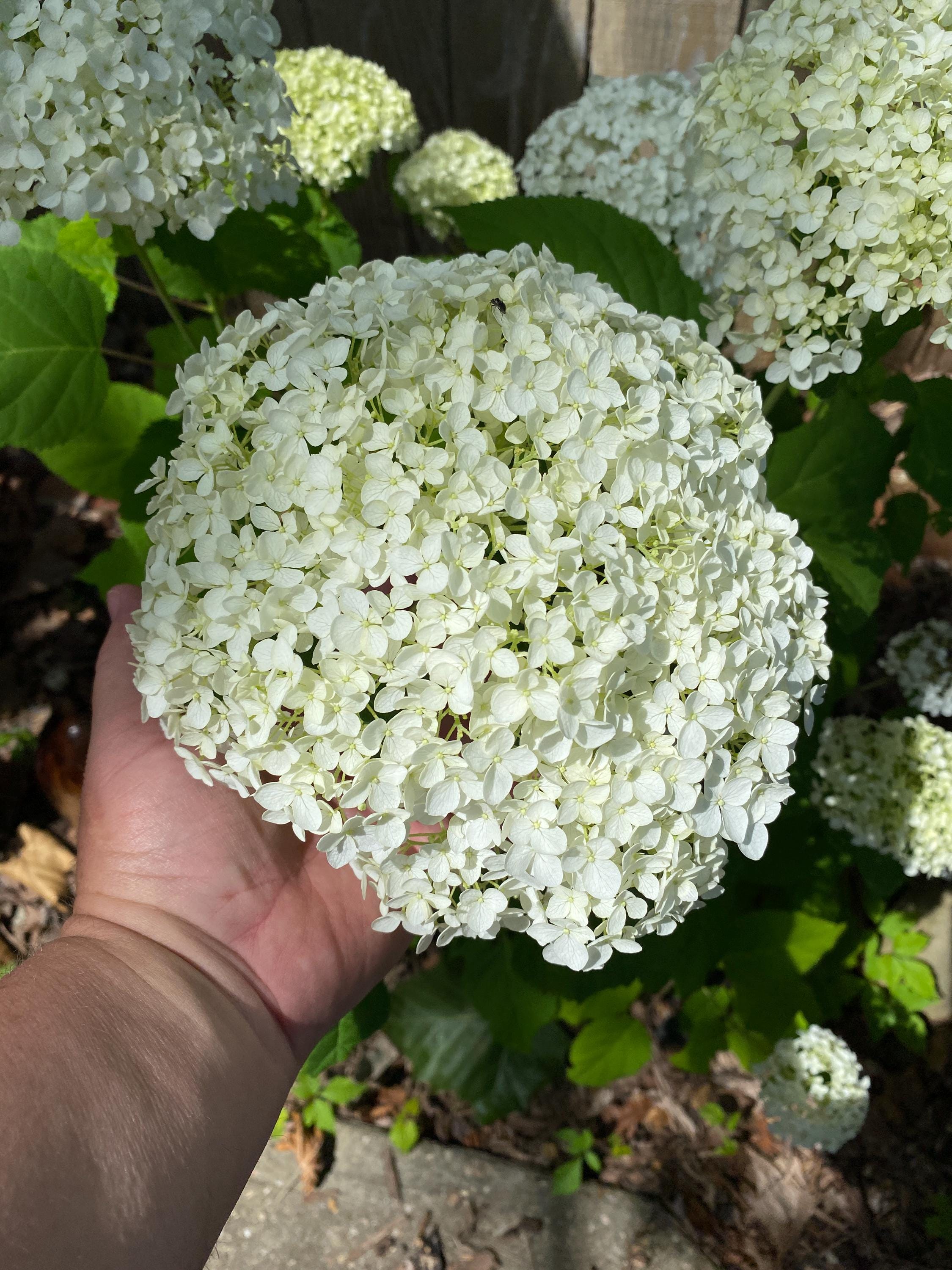 Annabelle Hydrangea Bare Root Plant Flowering Perennial Hardy Live ...