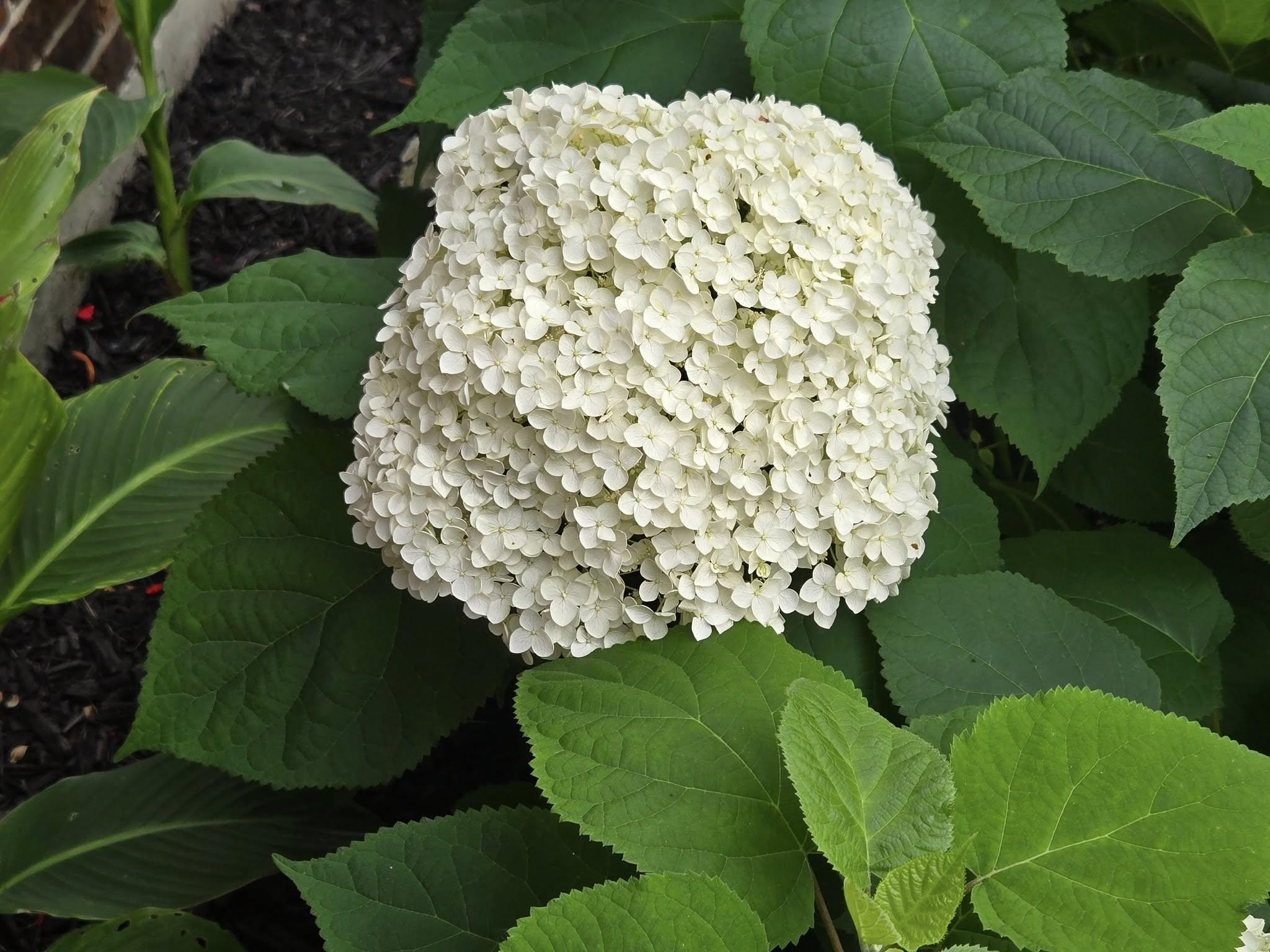 Annabelle Hydrangea Cuttings Flowering Perennial Hardy Fast Growing - Etsy
