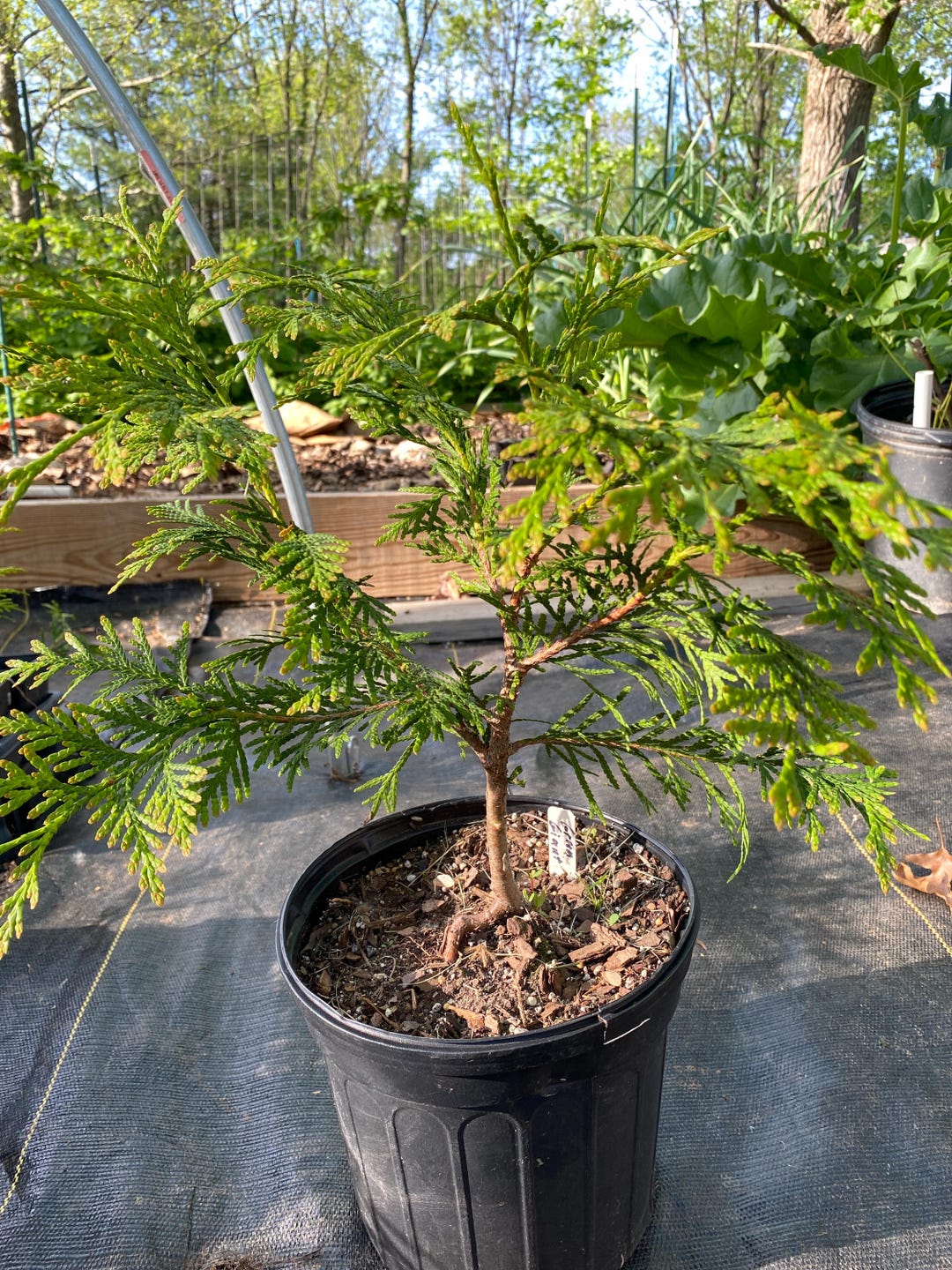 Green Giant Arborvitae Bare Root Plant Fast Shipping! - Etsy