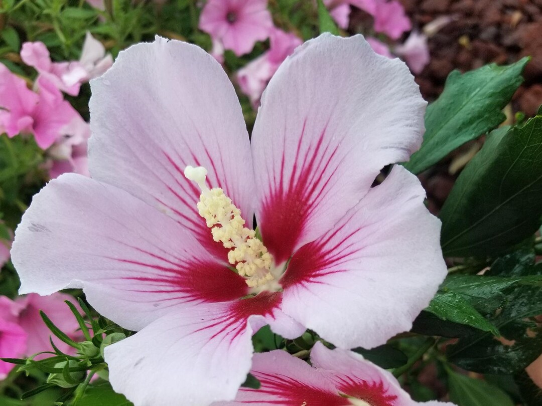 Pink Rose of Sharon Bare Root Plant Priority Shipping - Etsy
