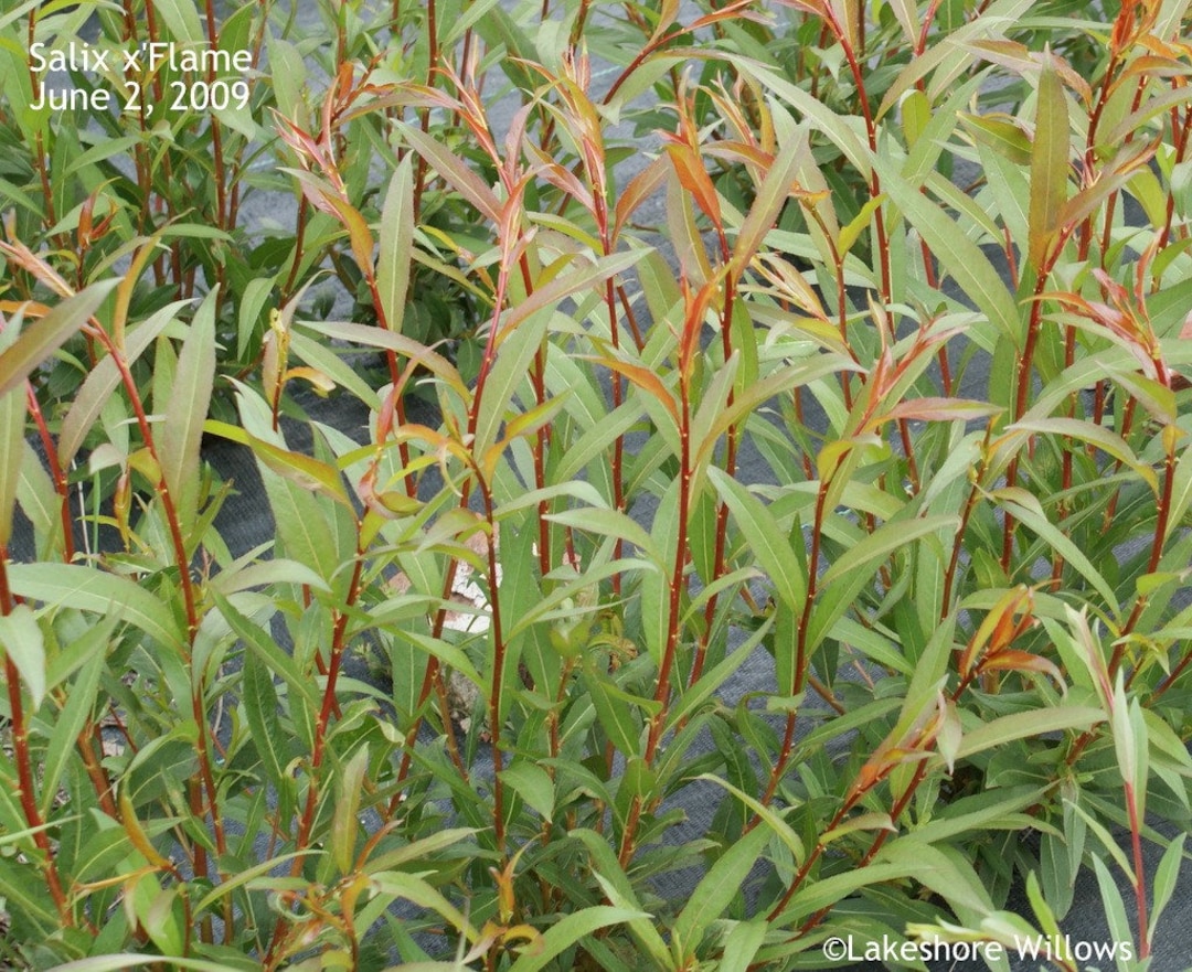 Red Flame Willow Bare Root Plant Priority Shipping! - Etsy