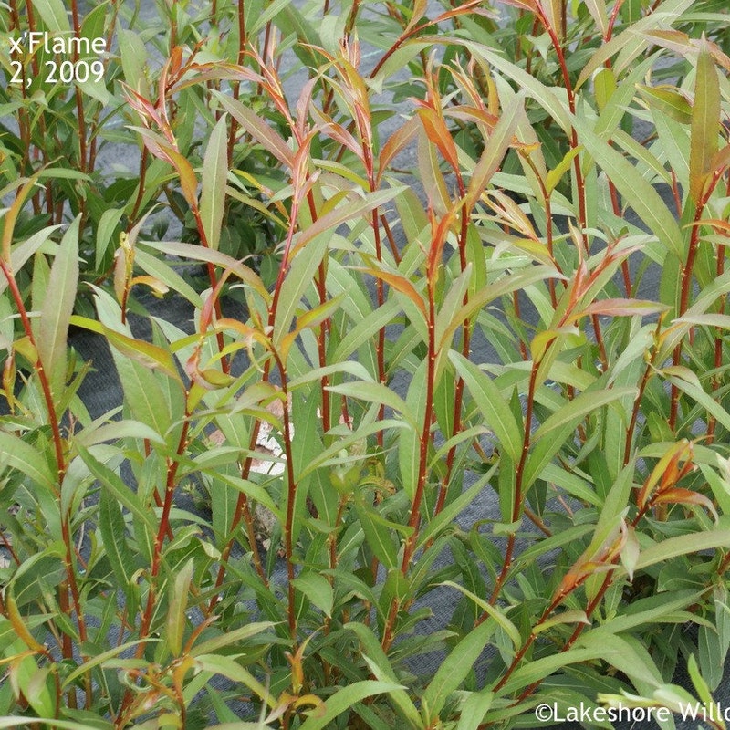Red Willow - Etsy