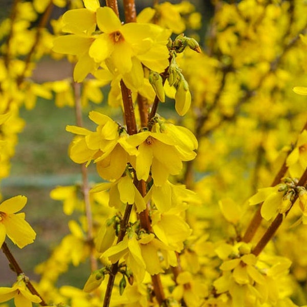 Forsythia - Etsy
