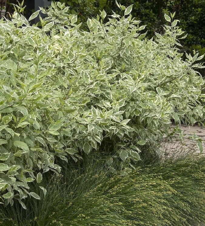 Variegated Red Twig Dogwood