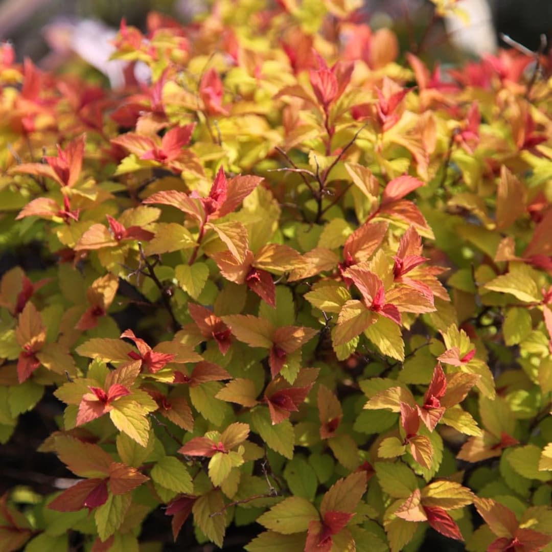 Gold Flame Spirea Cuttings Flowering Perennial Hardy Fast Growing - Etsy