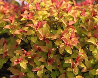 Gold Flame Spirea - Etsy