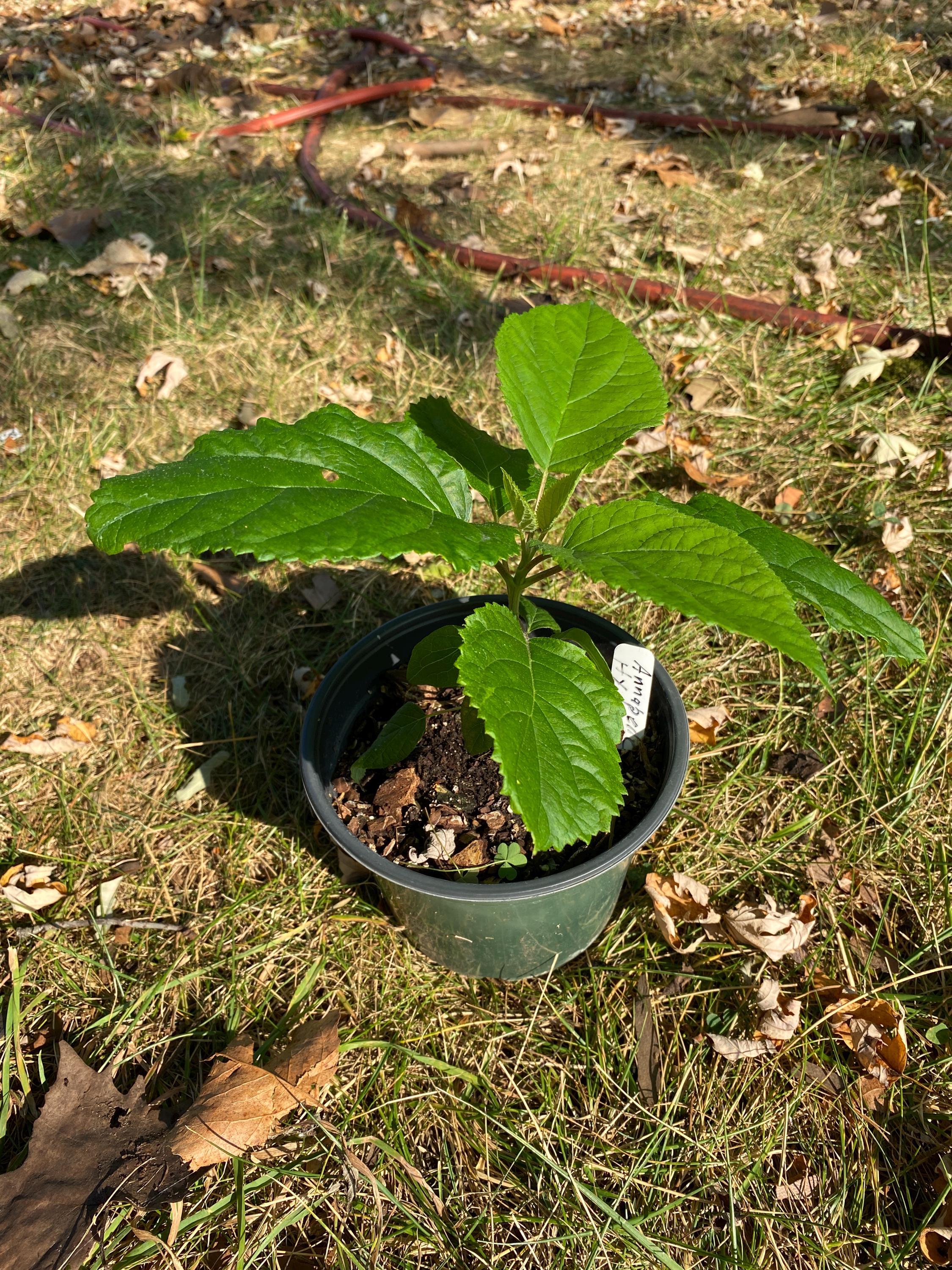 Annabelle Hydrangea Bare Root Plant Flowering Perennial Hardy Live ...
