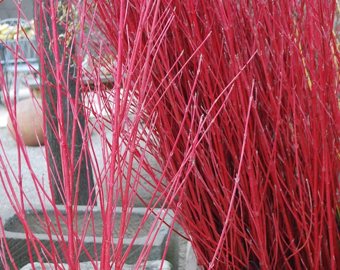 Red Twig Dogwood red Osier Bare Root Plant Native to US Fast Growing ...