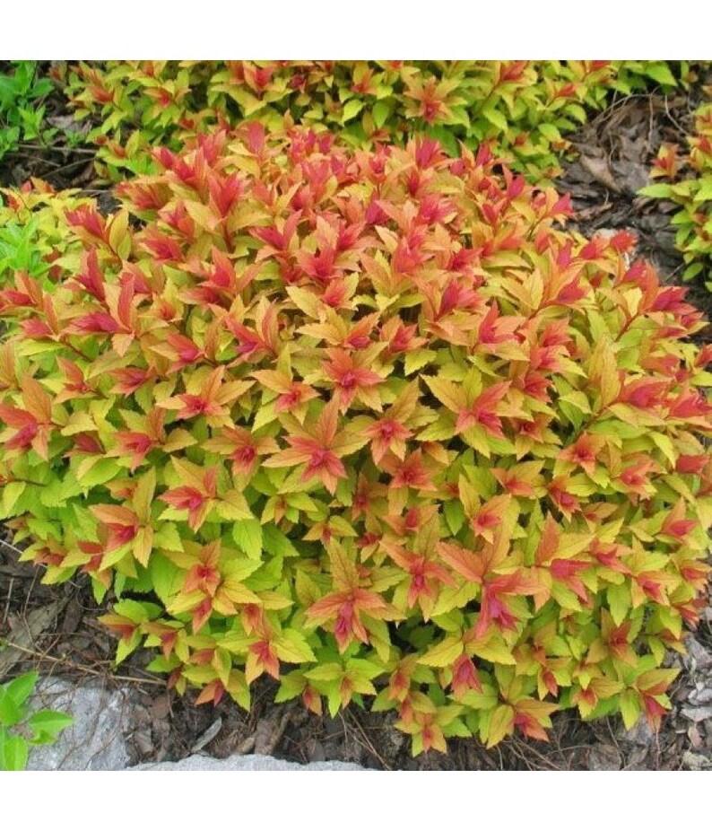 Gold Flame Spirea Bare Root Plant Priority Shipping - Etsy