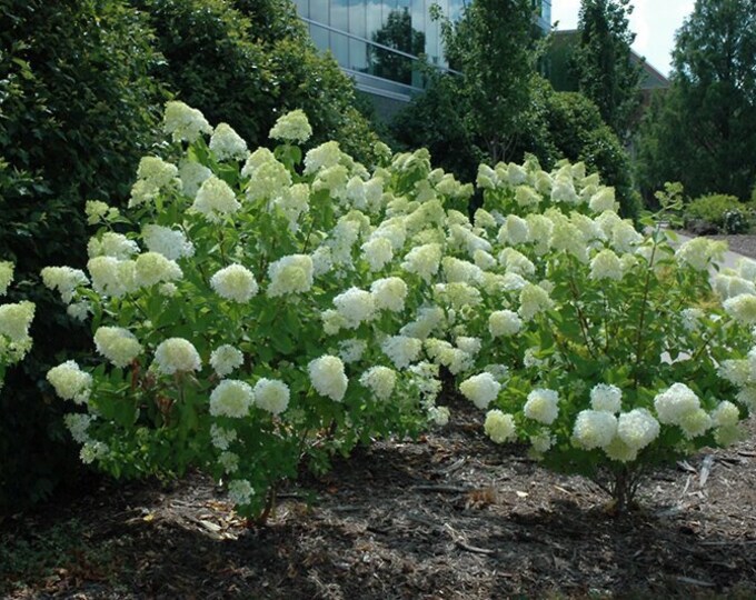 Limelight Hydrangea Bare Root Plant Flowering Perennial Hardy Live ...