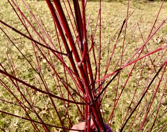 Red Twig Dogwood (red Osier) Bare Root Plant Native to US Fast Growing ...