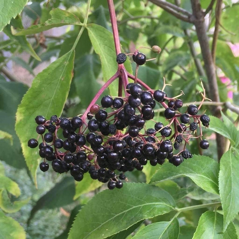 American Black Elderberry Bare Root Plant Fast Shipping! - Etsy