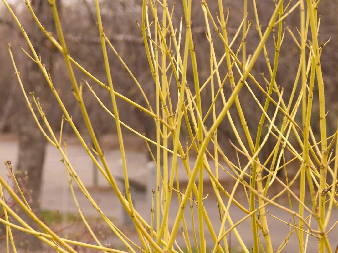 Yellow Twig Dogwood Bare Root Plant - Etsy
