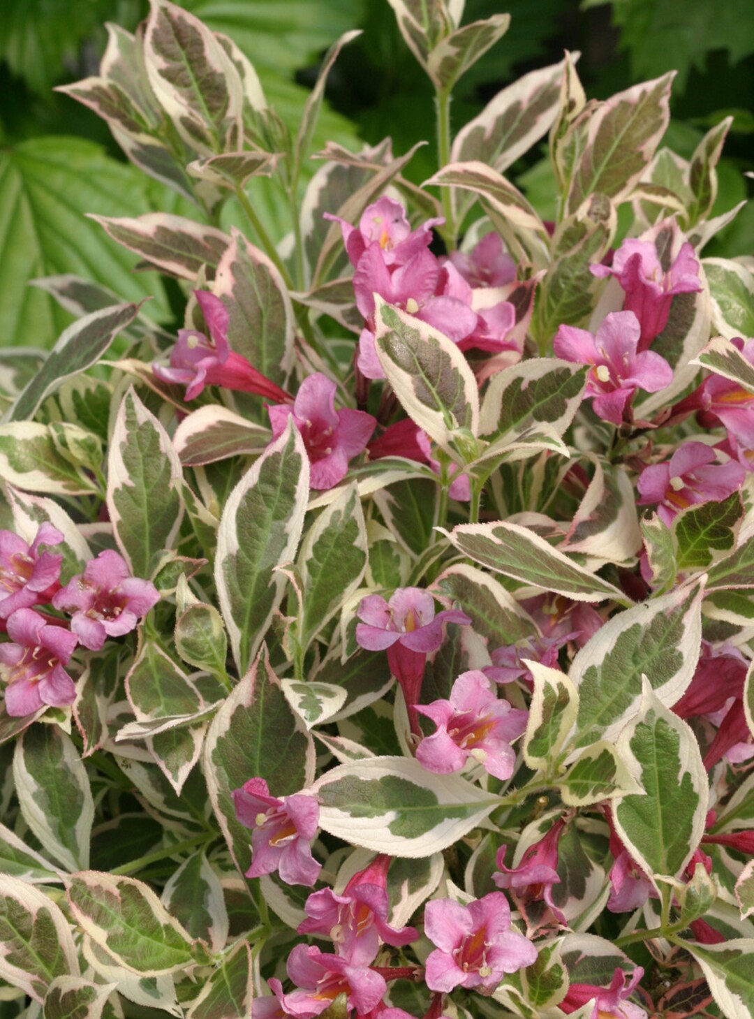 Variegated Old Fashioned Weigela Bare Root Plant Priority Shipping! - Etsy