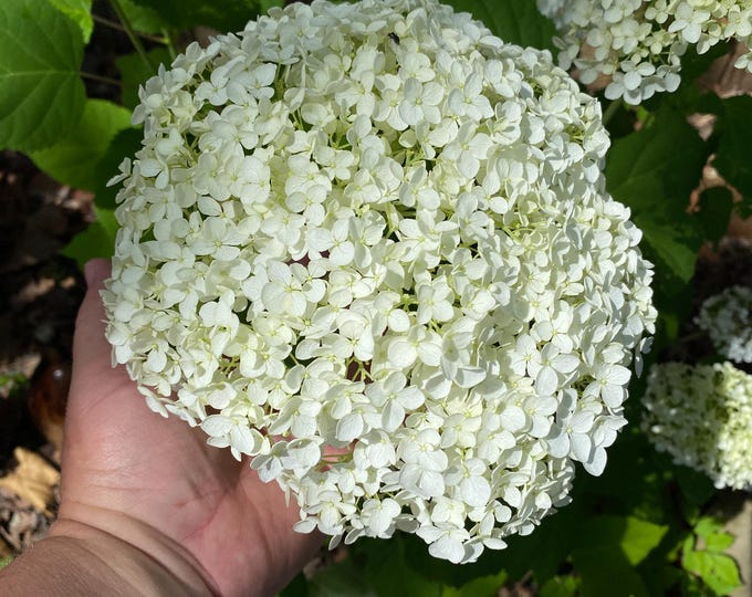 Annabelle Hydrangea Cuttings Flowering Perennial Hardy Fast Growing - Etsy