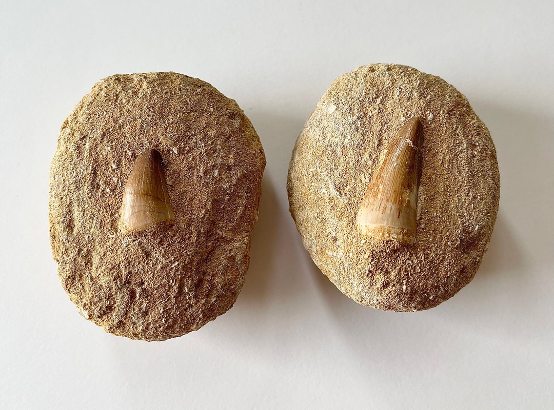 One (1) Mosasaurus Tooth in Matrix Fossil, Fossilised Mosasaur Tooth ...