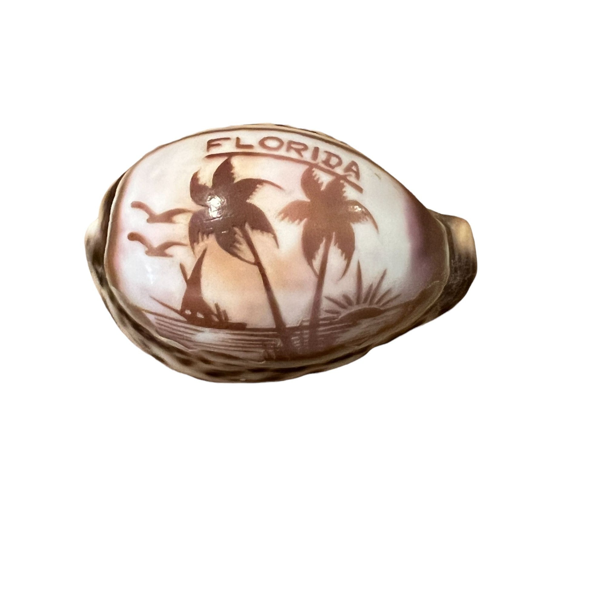 Florida Souvenir Carved Tiger Cowrie Shell Palm Trees Sailboat Birds - Etsy