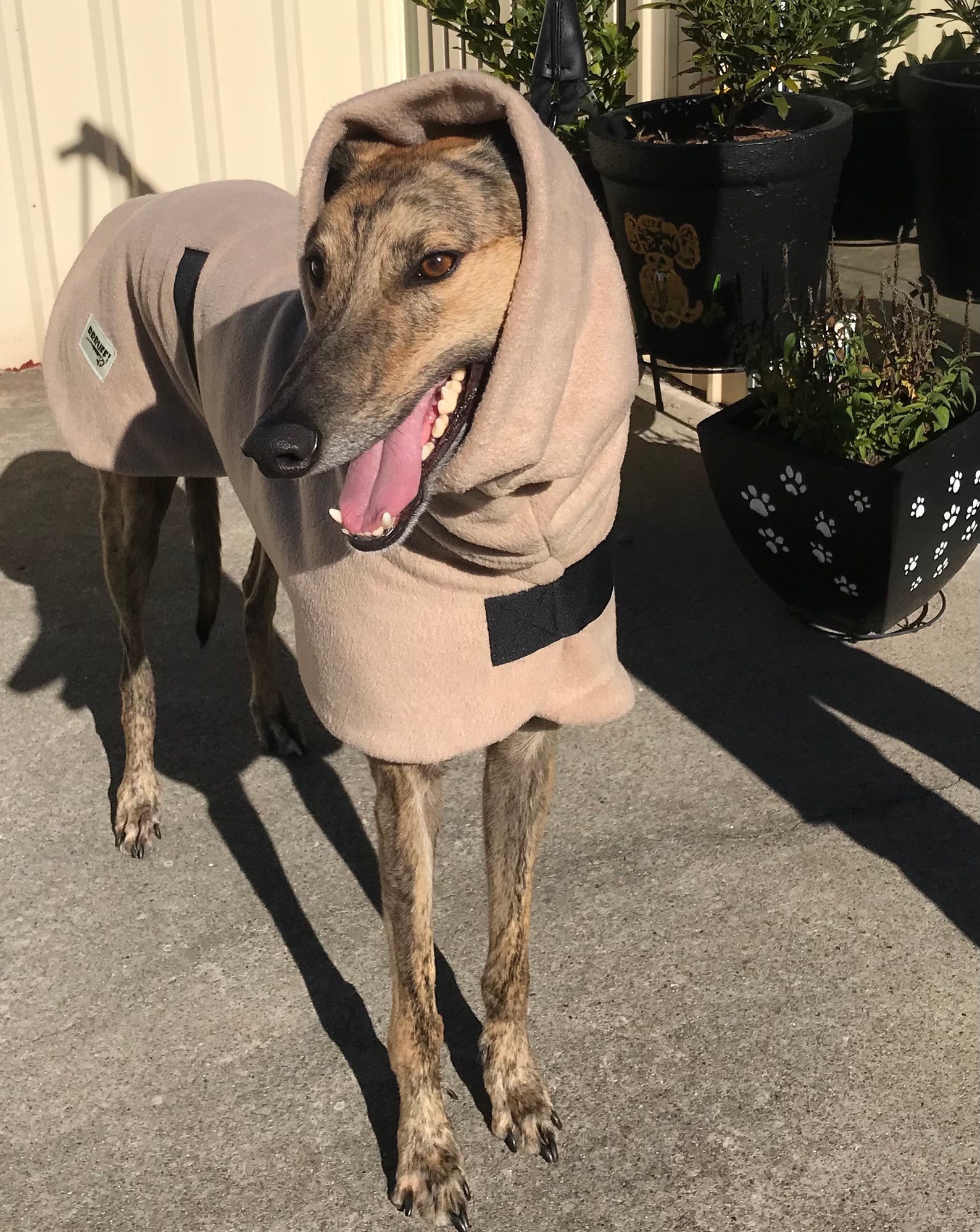 Classic Beige Greyhound Dog Coat Double Thick Polar Fleece Machine ...
