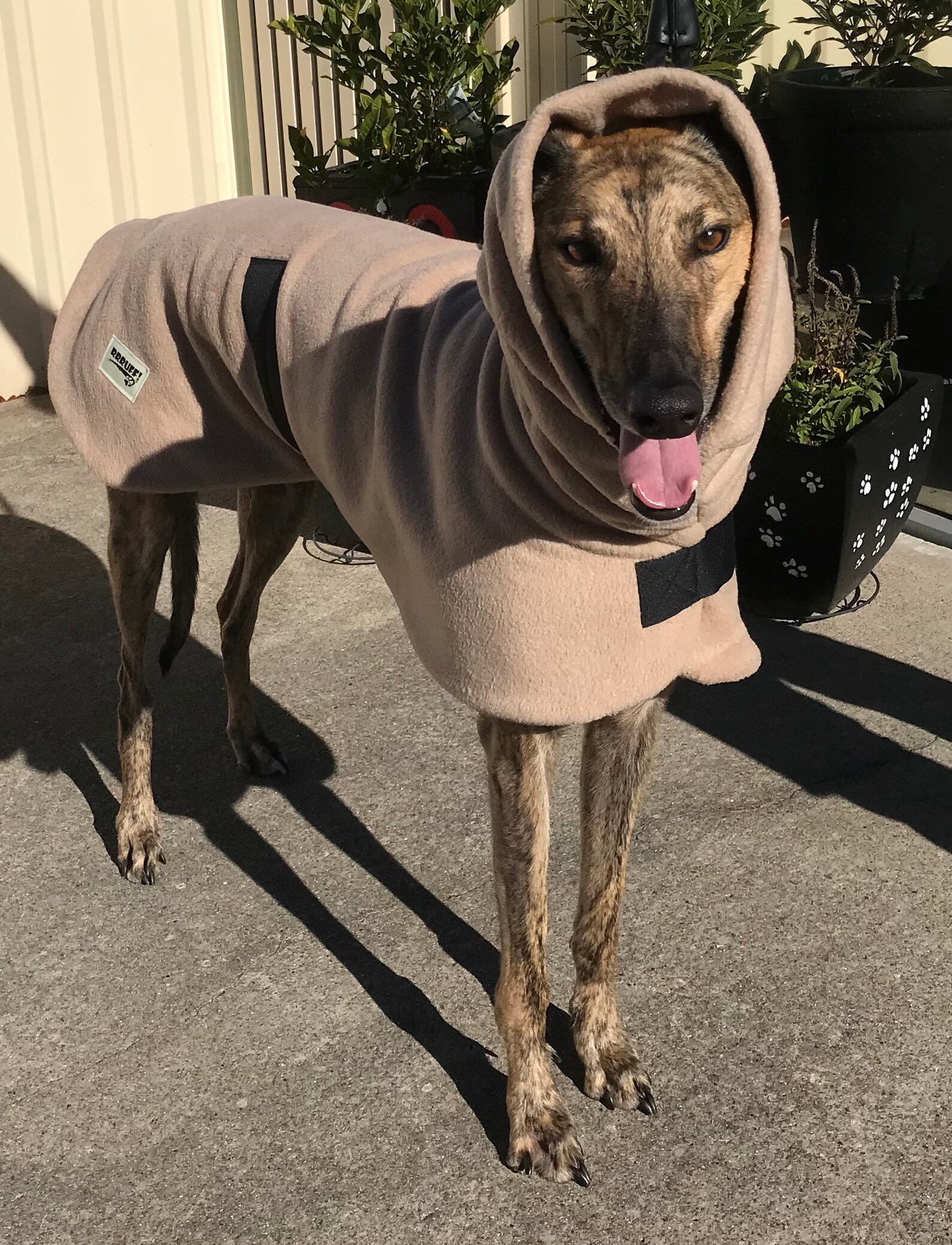 Classic Beige Greyhound Dog Coat Double Thick Polar Fleece Machine ...