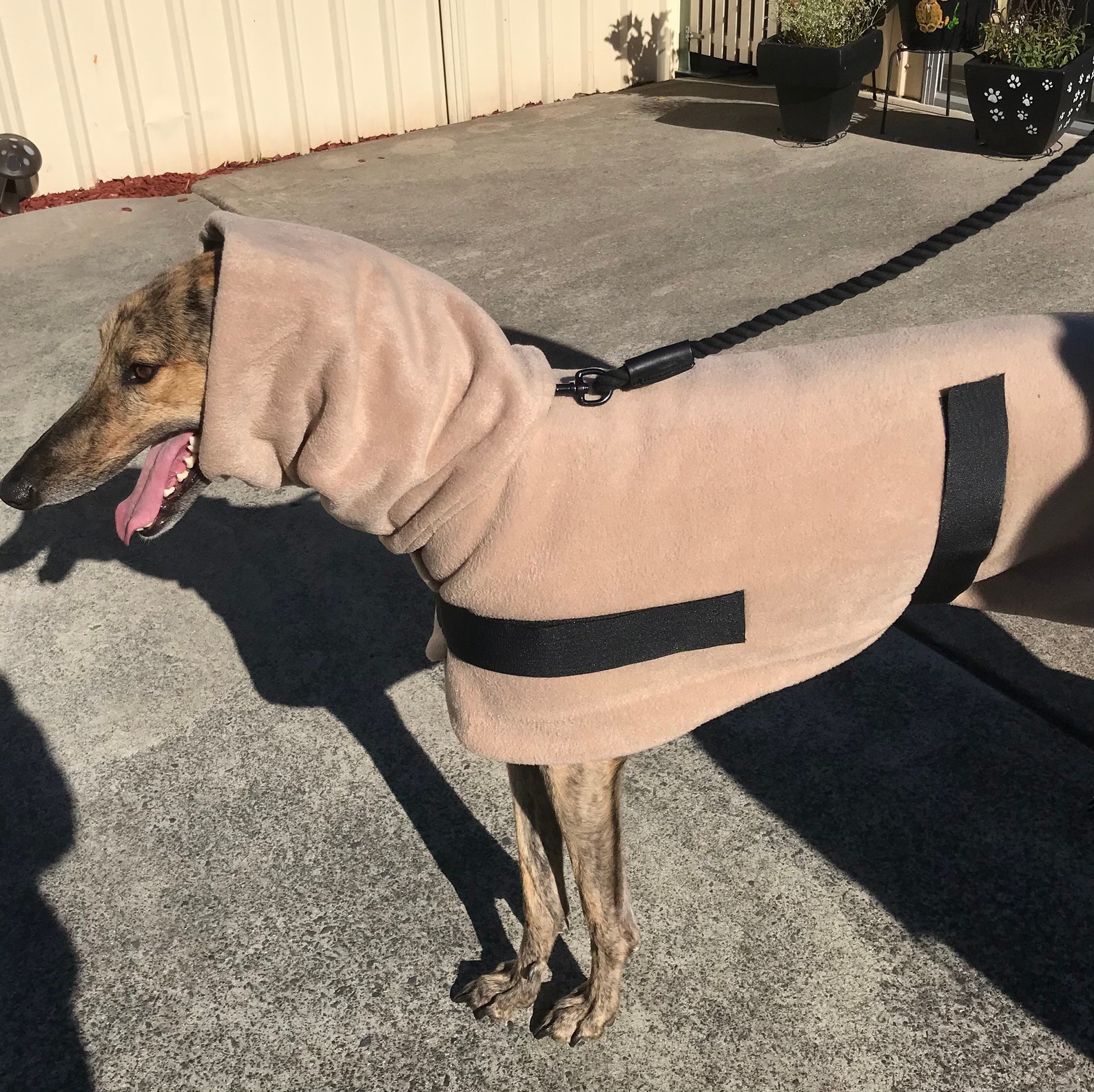 Classic Beige Greyhound Dog Coat Double Thick Polar Fleece Machine ...
