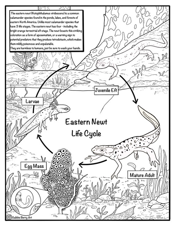 Newt Life Cycle