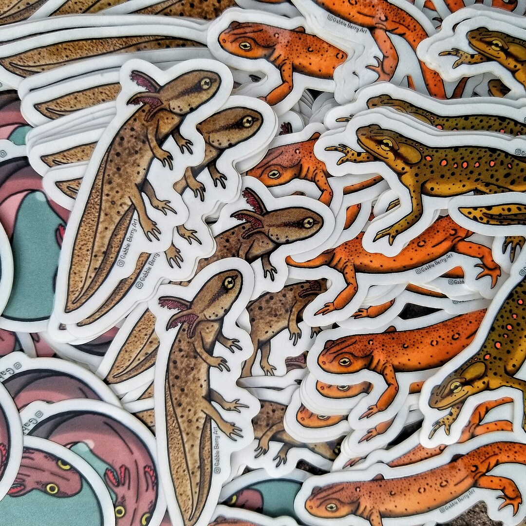 Eastern Newt Lifecycle Sticker Set - Etsy